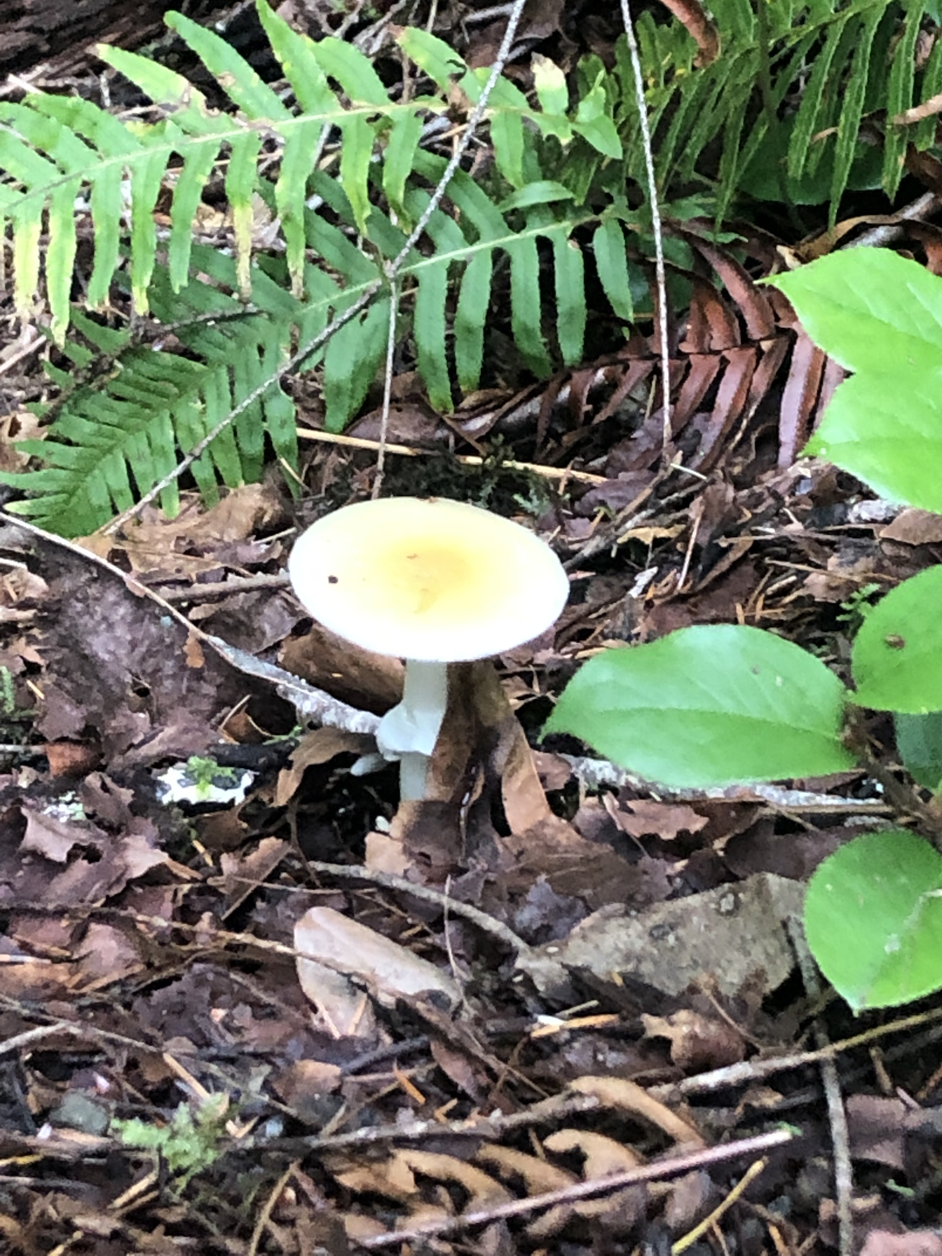 Writing Waterfalls – Steps In Between