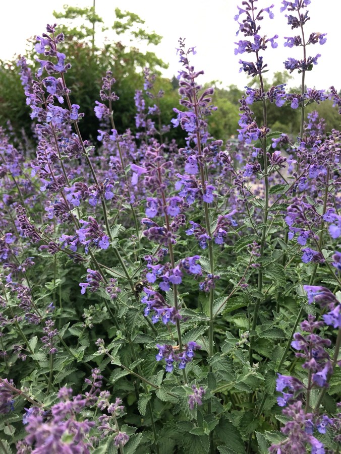 Color Guard Haiku – Steps In Between